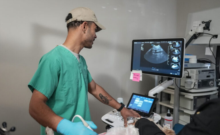 The Benefits of Advanced Radiology for Accurate Diagnoses | Cove Pet Care